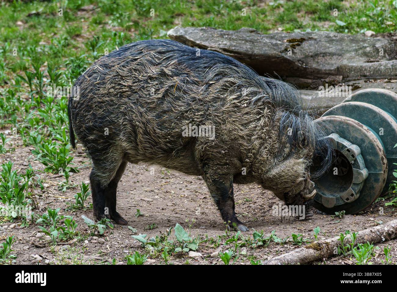 The Visayan warty pig, Sus cebifrons is a critically endangered species ...