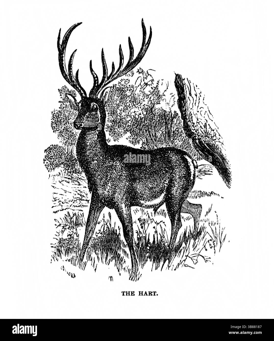 Illustration of the Hart ( Red Deer) from Antique 19th Century The Holy ...