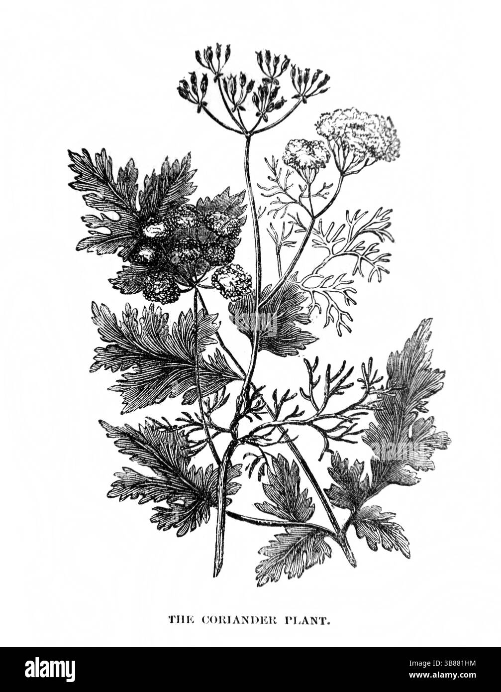 Illustration of Coriander Plant that Israelites ate in Egypt (Numbers ...