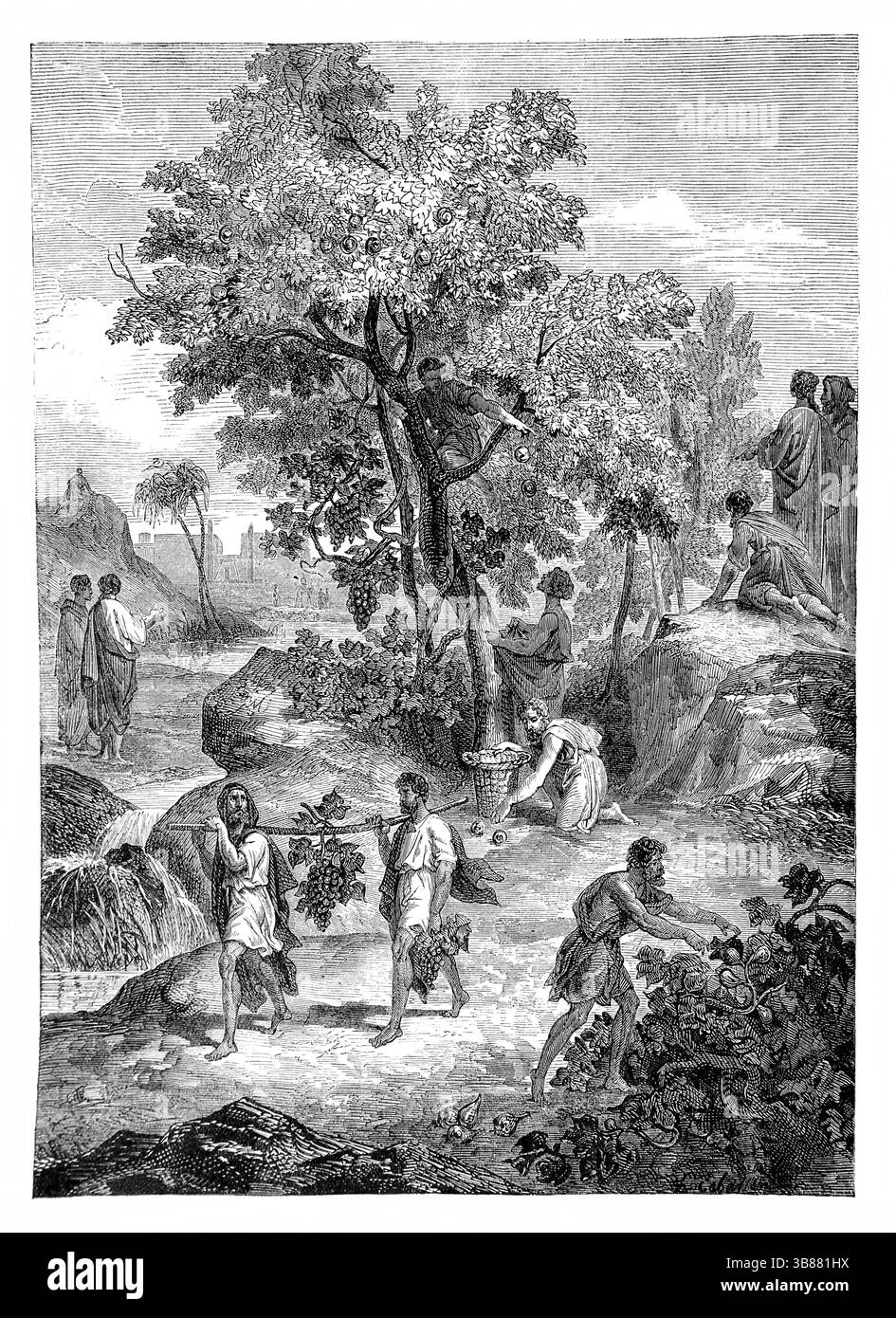 Illustration of the Return of the Spies (Book of Numbers) Moses sent 12 ...