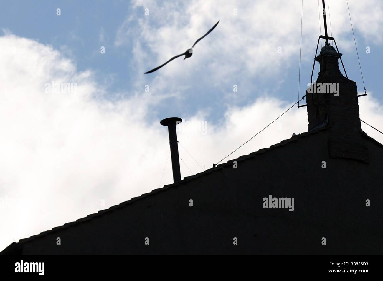 Rome Italy 05/07/2025: A seagull flies over the chimney of the Sistine ...