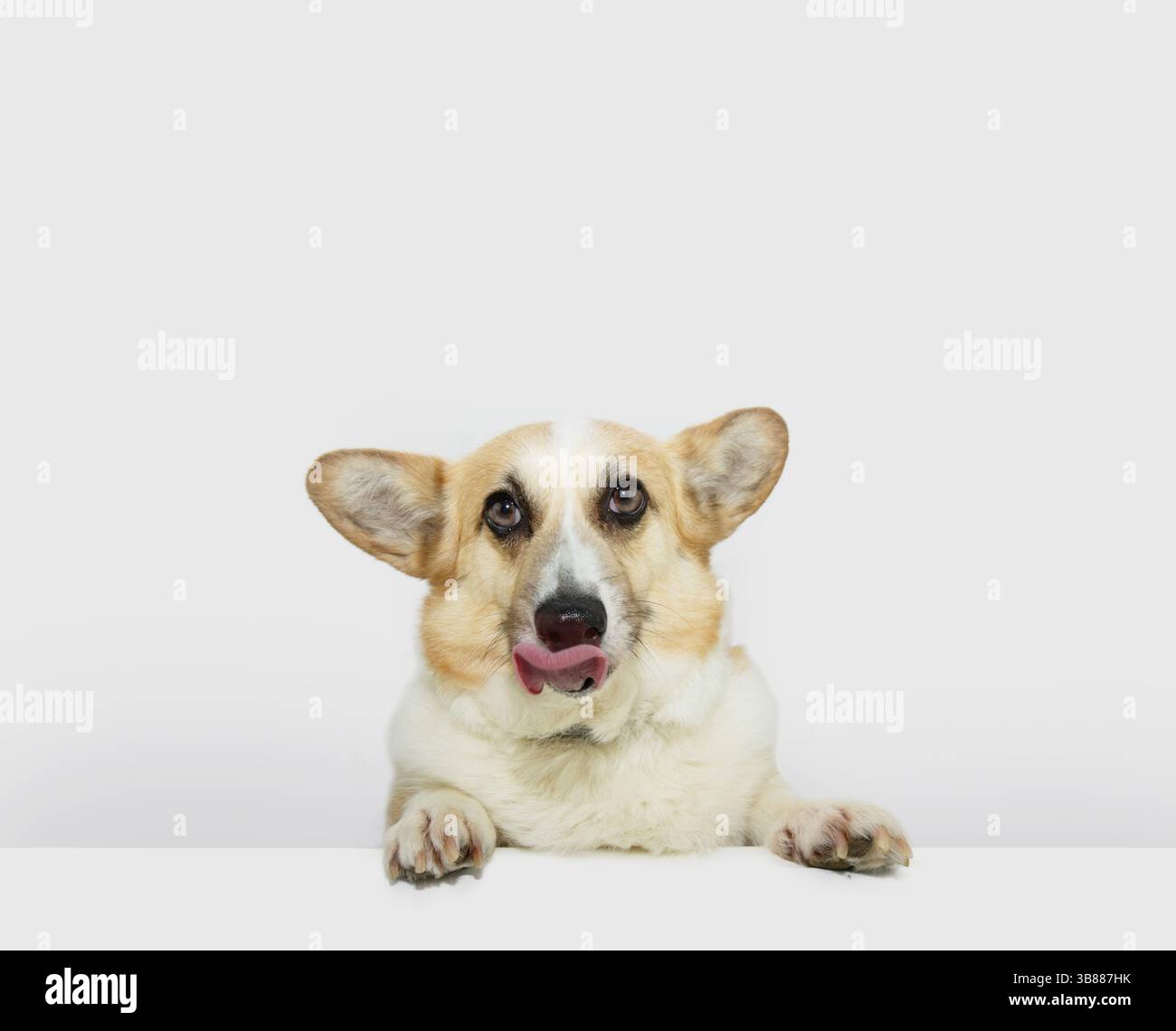 Hungry Corgi puppy dog peeking over a white blank board or table ...