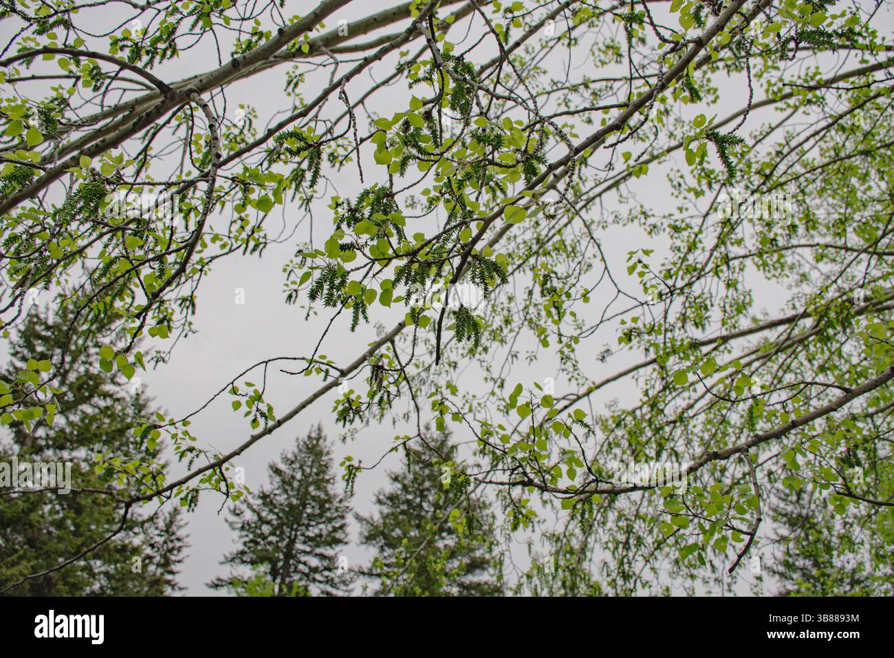Early Spring Aspen Trees Stock Photo - Alamy