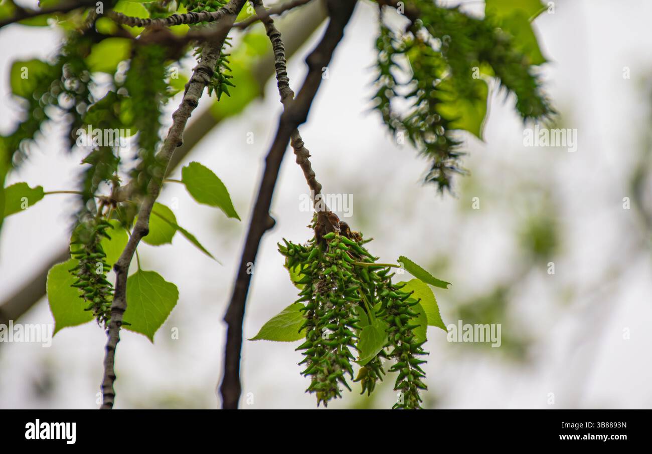 Early Spring Aspen Trees Stock Photo - Alamy