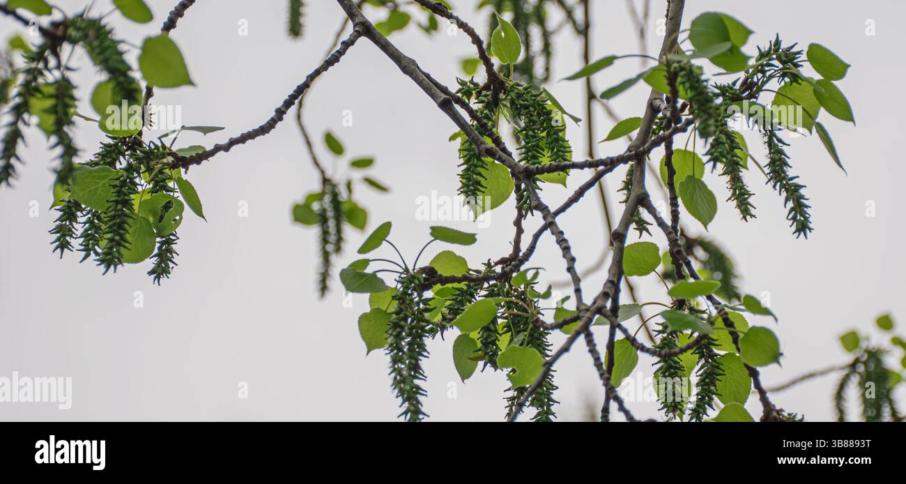 Early Spring Aspen Trees Stock Photo - Alamy