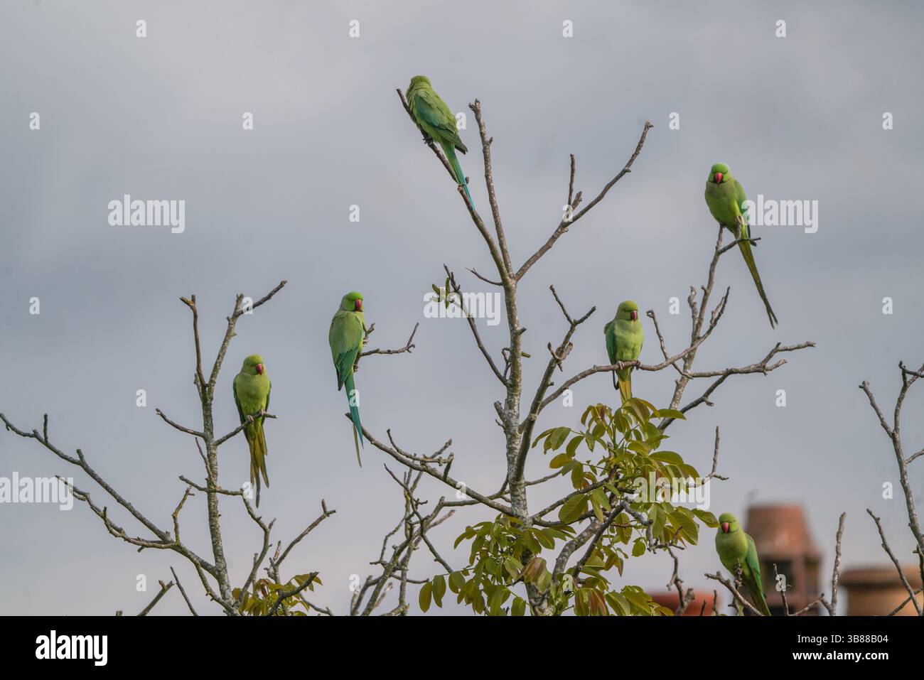 London UK 7 May 2025. A flock of ring necked parakeets ( Psittacula ...