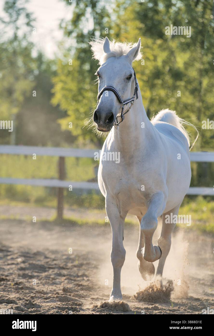 Running Lipizzaner horse in paddock Stock Photo - Alamy