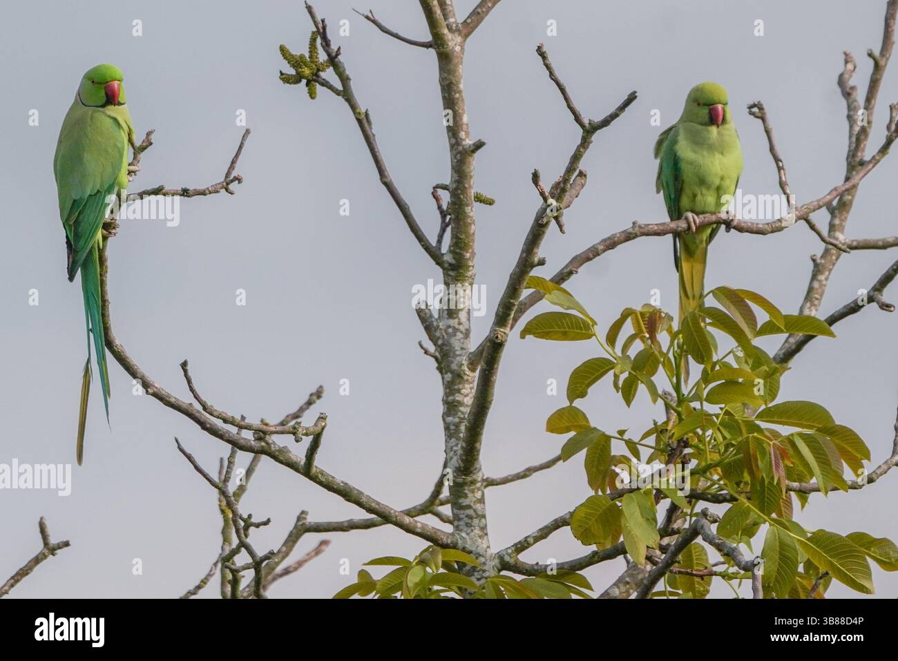 London UK 7 May 2025. A flock of ring necked parakeets ( Psittacula ...