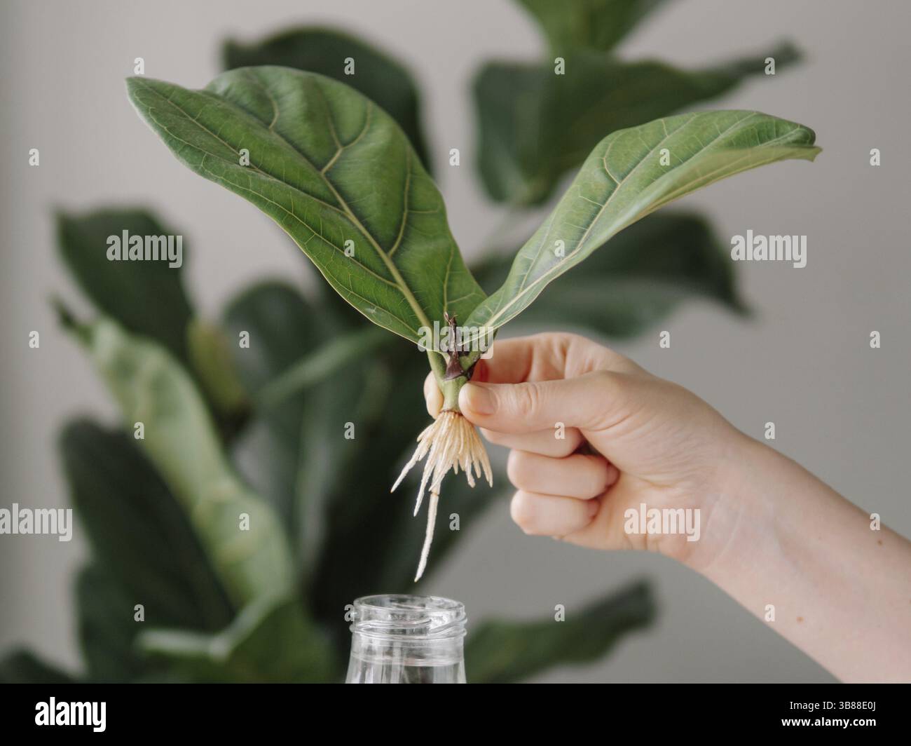 Propagating Fiddle Leaf Fig. Female hand hold rooted cutting of ficus ...