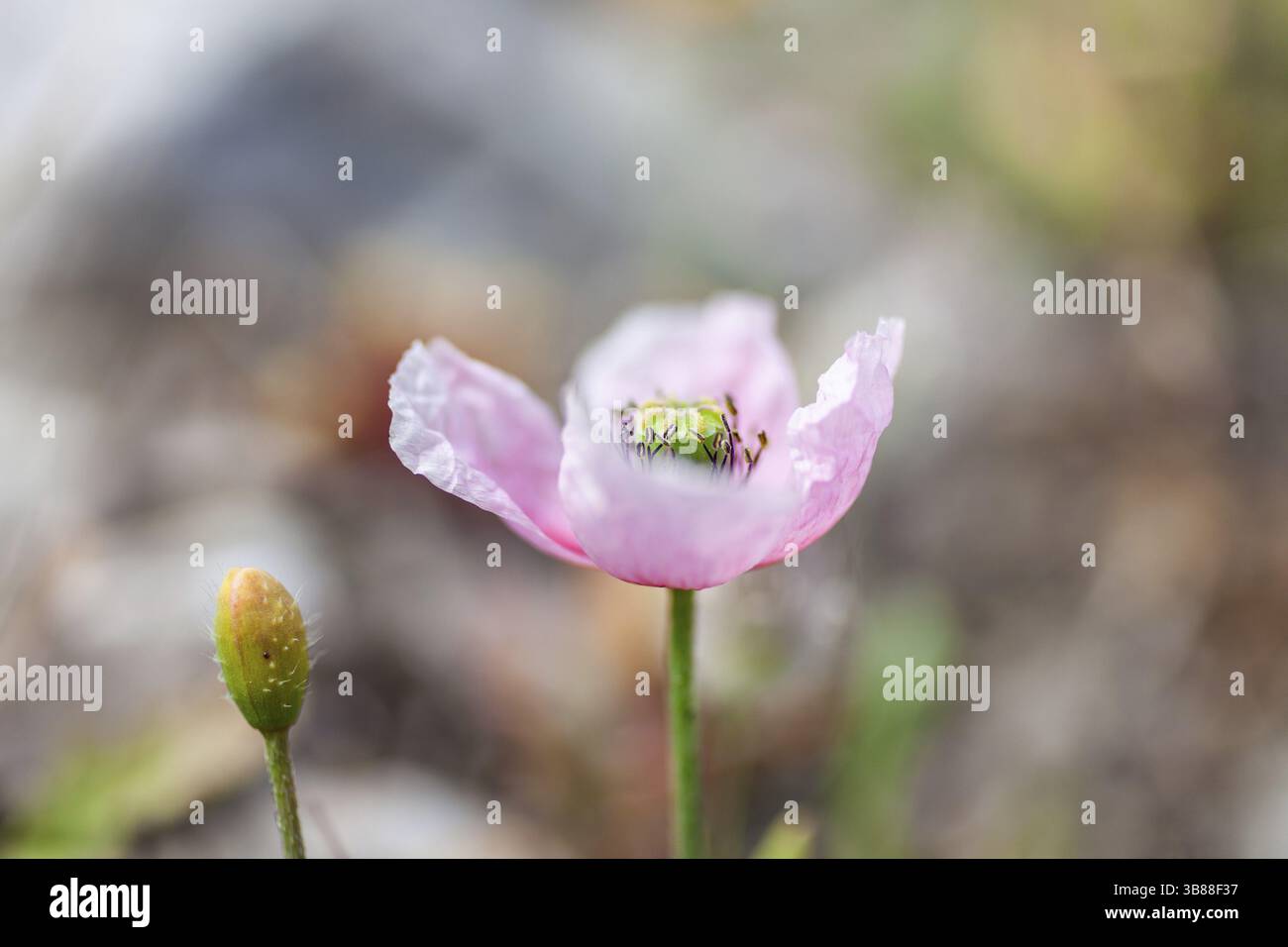 Poppy flower (Papaver), island of Santorini, Cyclades, Greece, Europe ...