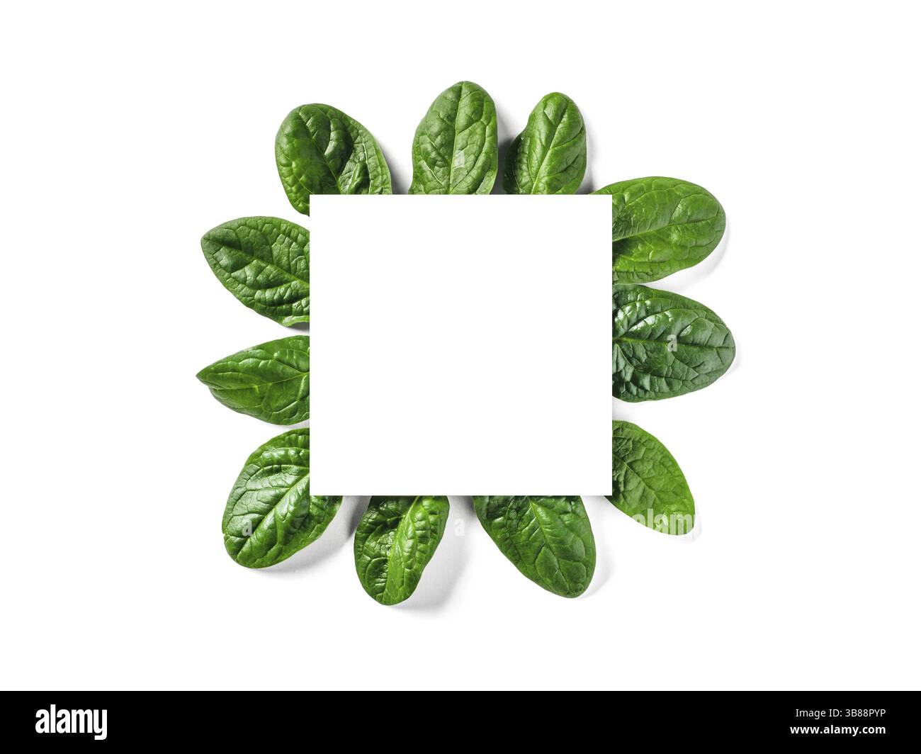 Creative layout made with baby spinach leaves. White paper square on ...