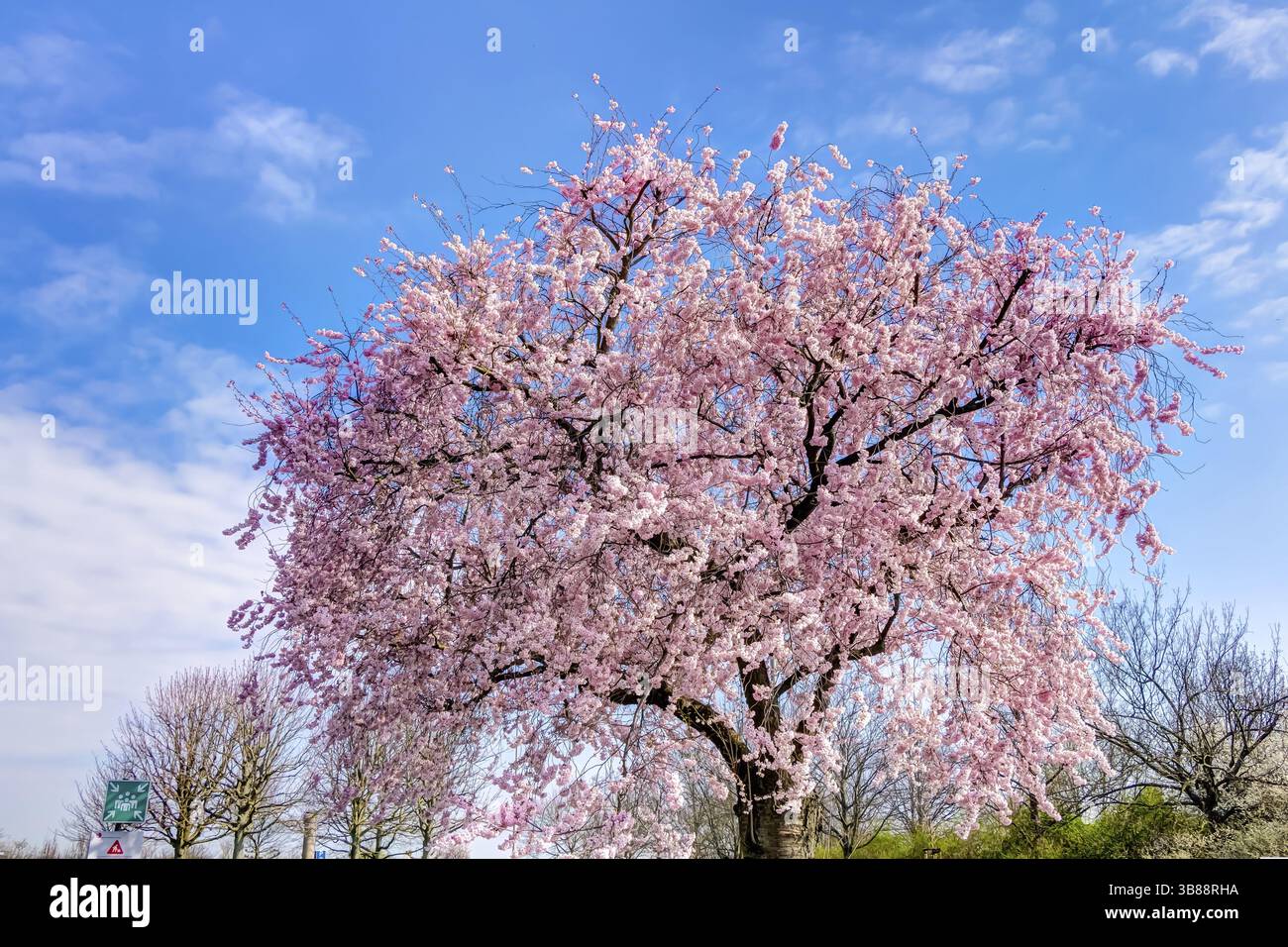 Kirschbluetenbaum im Fruehling Stock Photo - Alamy