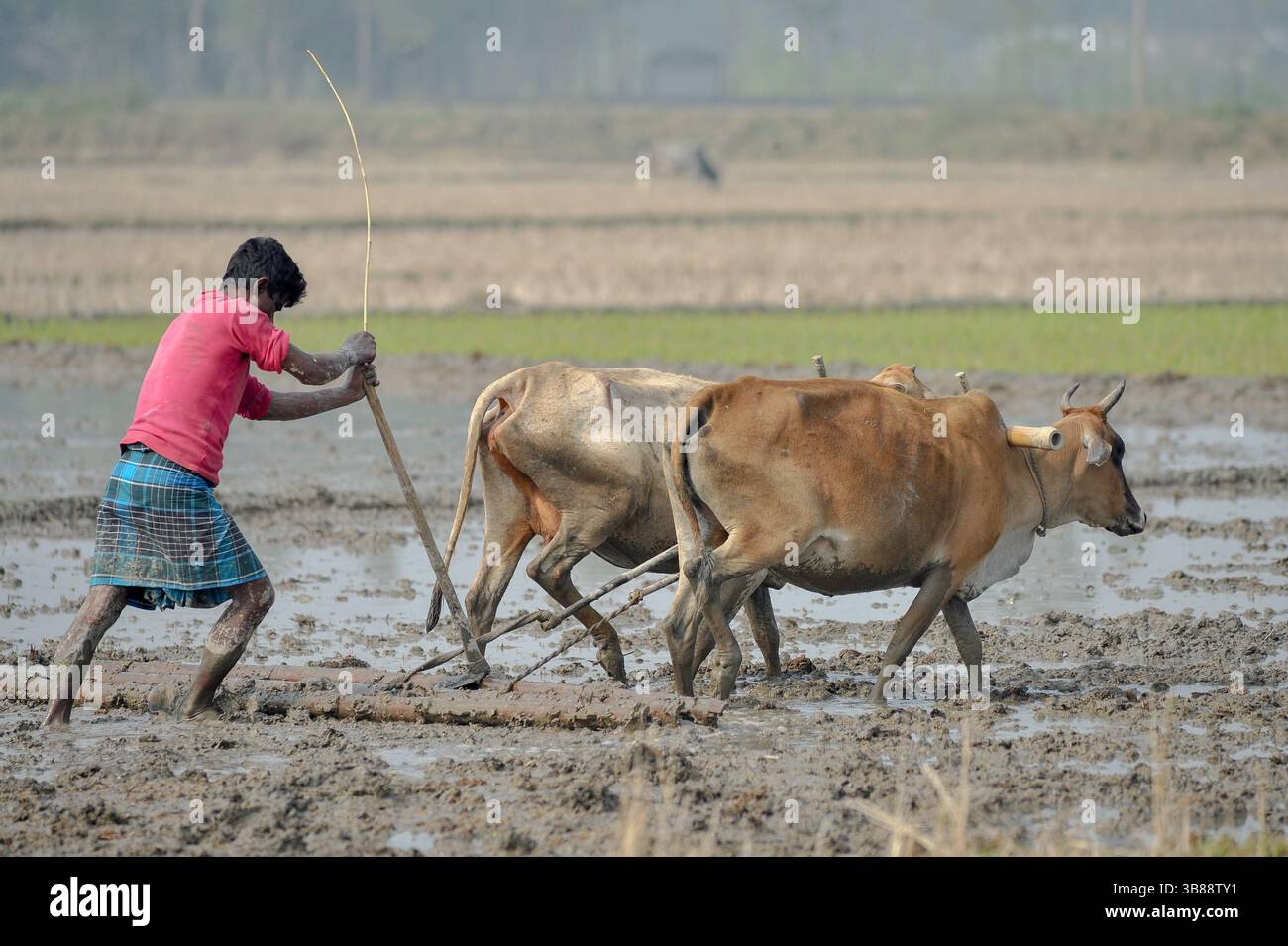 Cultivation with cow and plows hi-res stock photography and images - Alamy