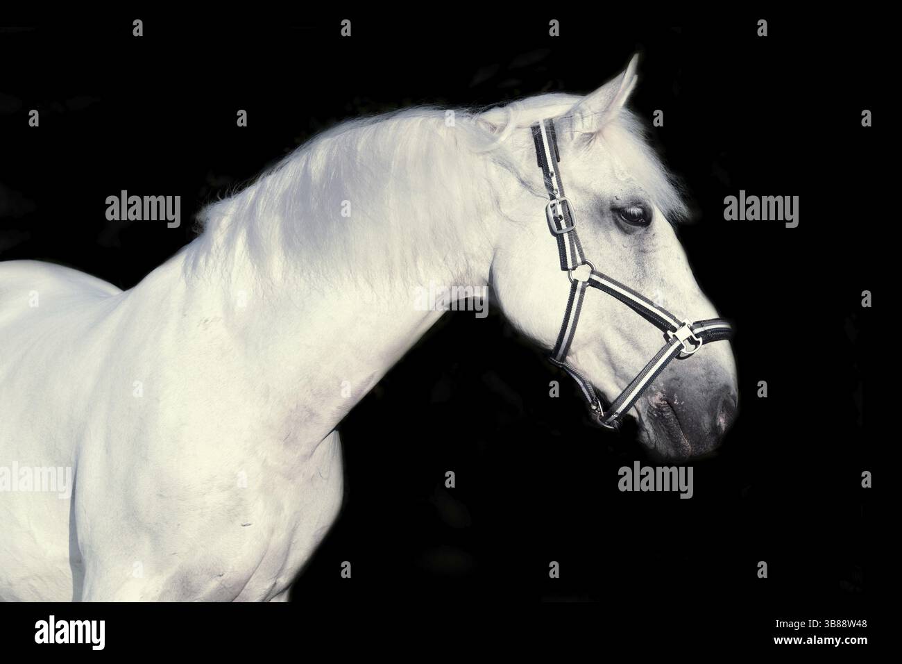 Portrait of Lipizzaner horse at black background Stock Photo - Alamy