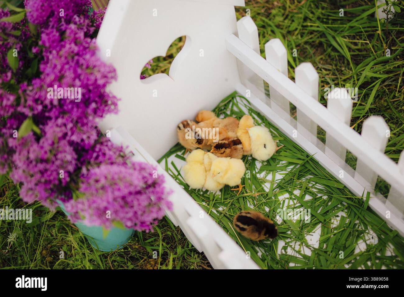 Little yellow chickens in a white wooden paddock in the grass Stock ...