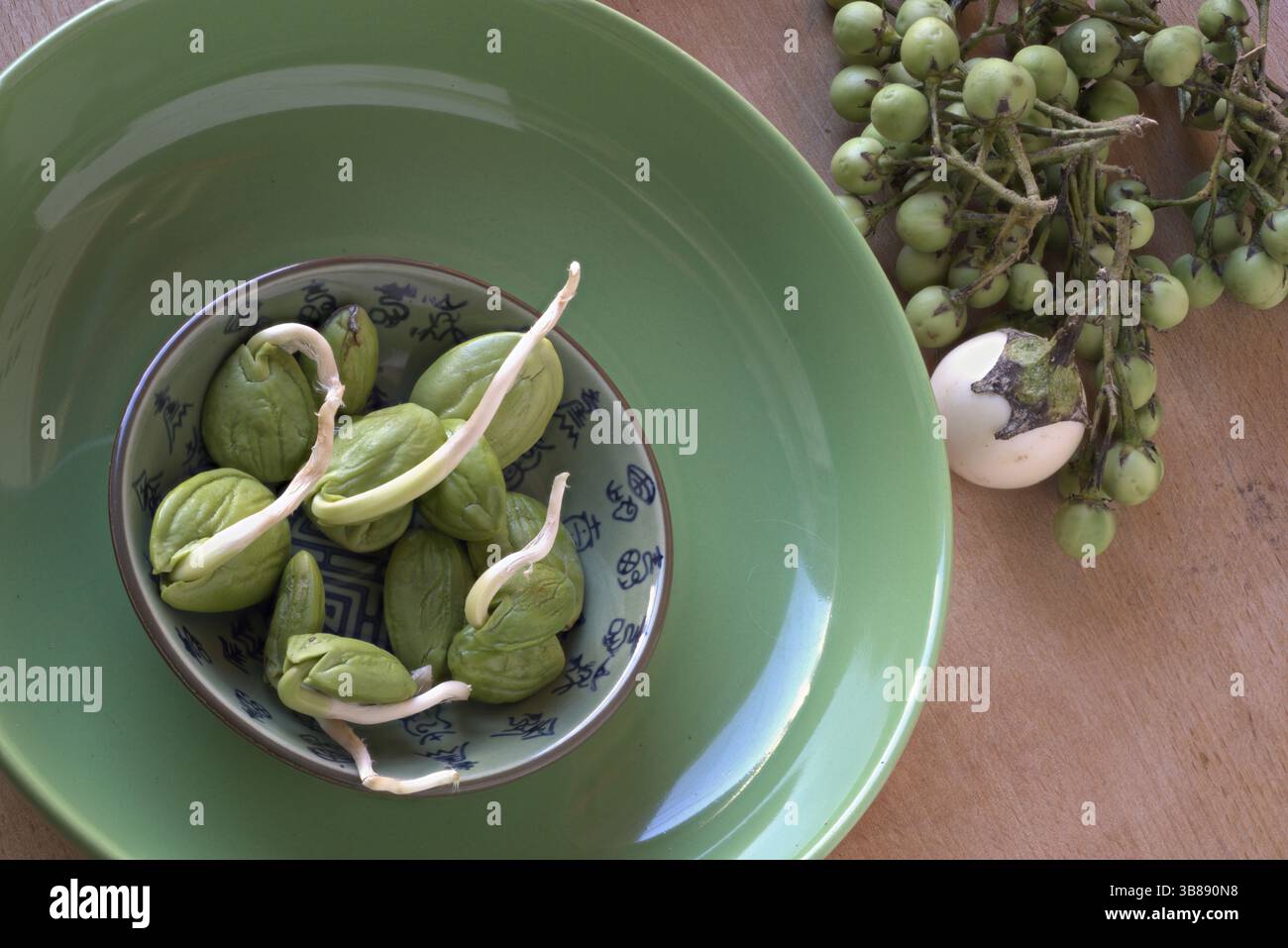 Germinating stink beans from the stink bean tree (Parkia speciosa) with ...