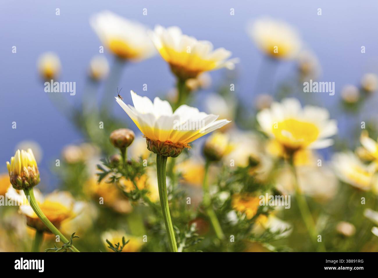 Glebionis coronaria, island of Santorini (Thira), Cyclades, Greek ...