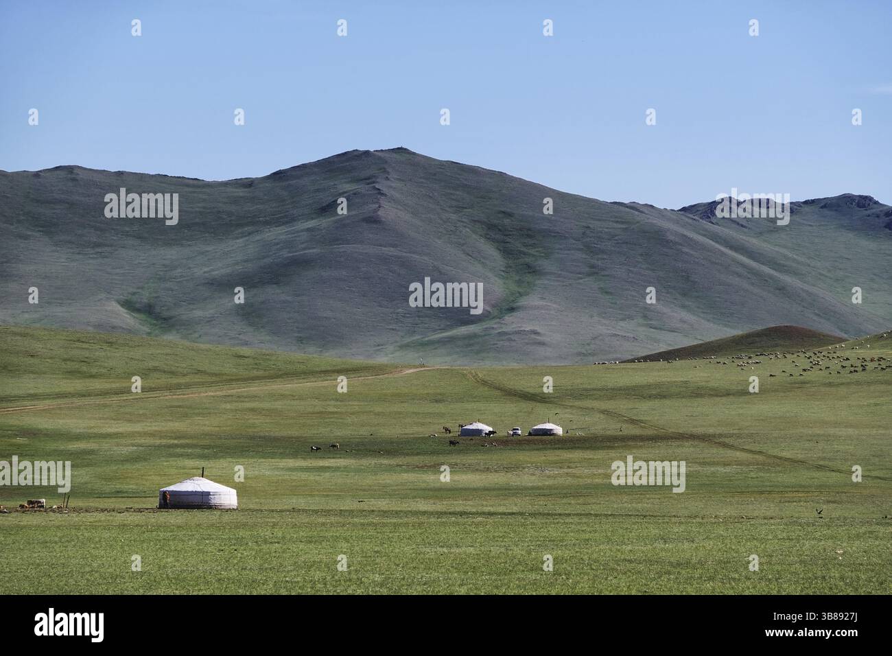 Mongolian landscape with mountain steppe with ger and herd of horses, sheep and cow. Western ...