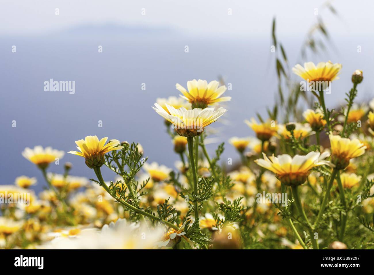 Glebionis coronaria, island of Santorini (Thira), Cyclades, Greek ...