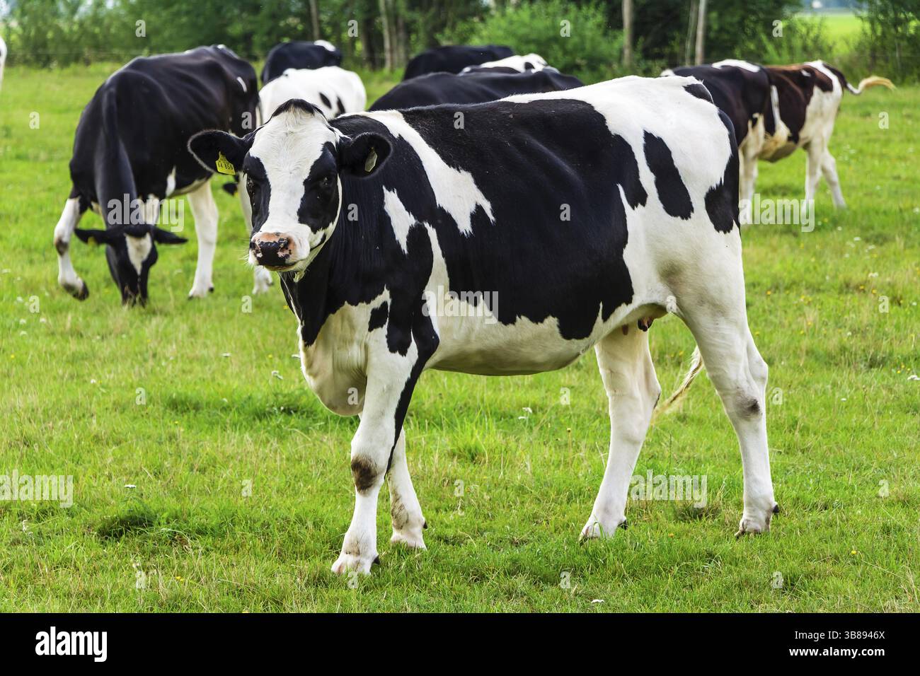 Cow on a pasture for animal processing in a welfare oriented animal ...
