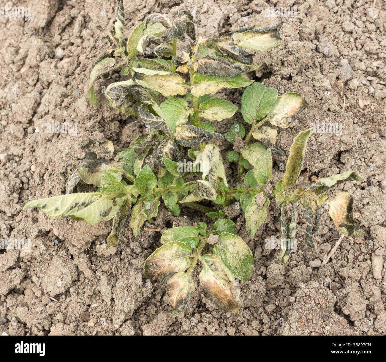 Frosted potato plant hi-res stock photography and images - Alamy