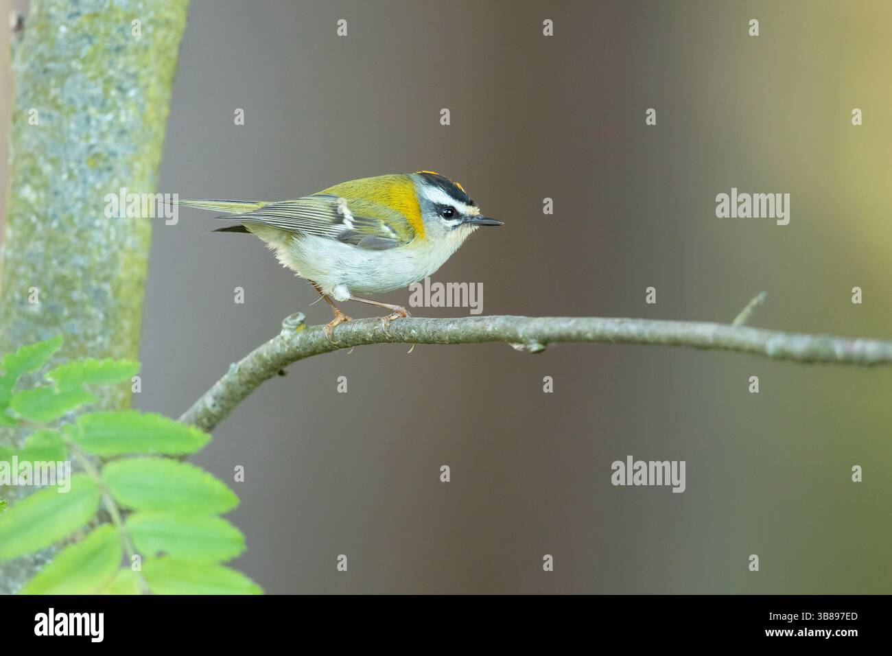 Common firecrest (Regulus ignicapilla), also known as the firecrest, is a very small passerine ...