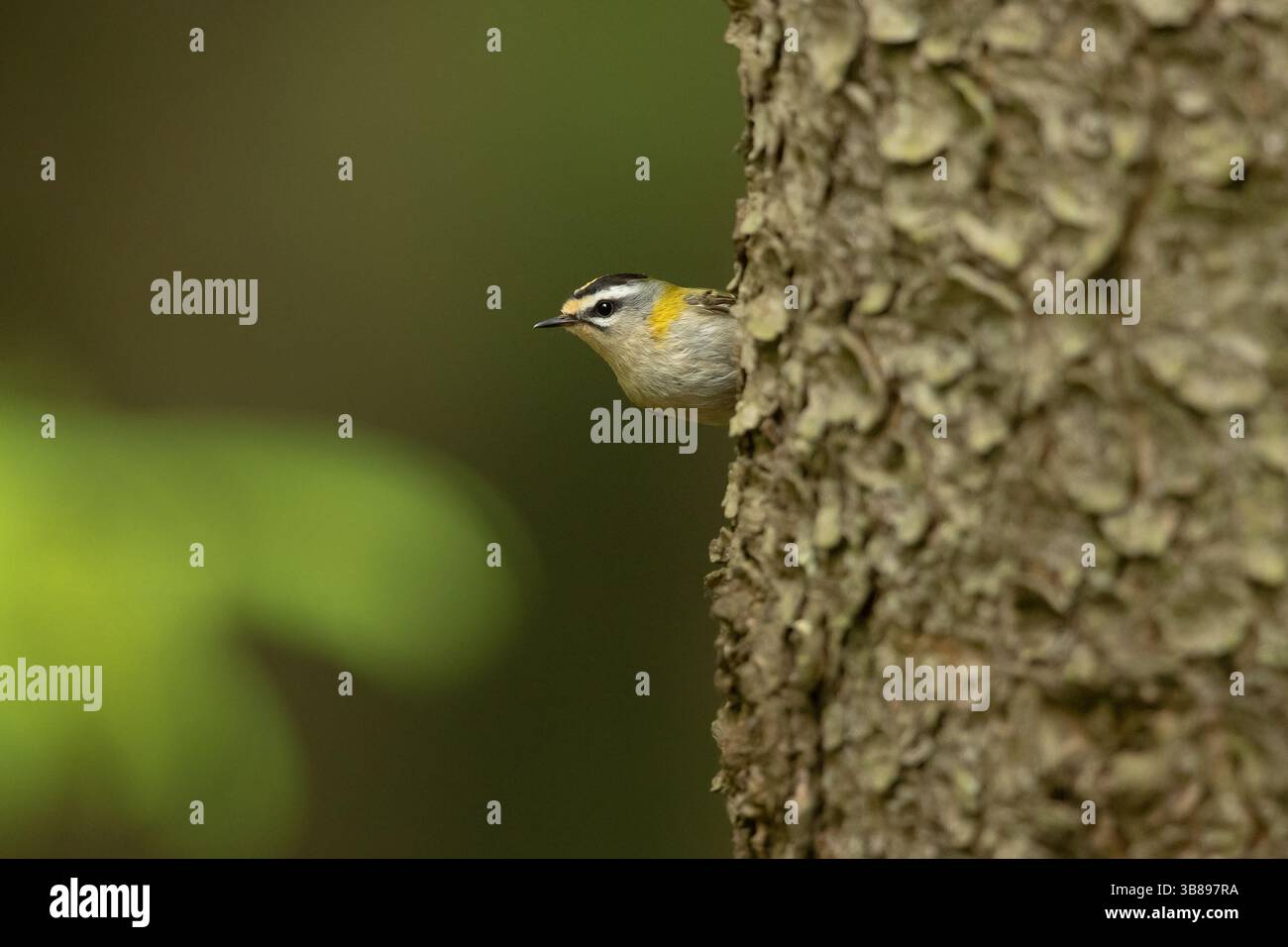 Common firecrest (Regulus ignicapilla), also known as the firecrest, is ...