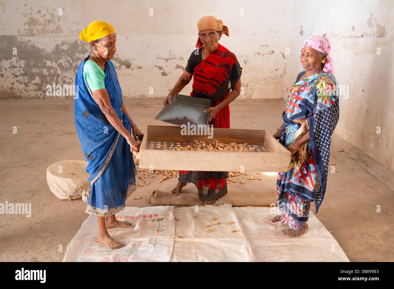 Women working at ginger spice factory in India, sieve for spicy roots ...