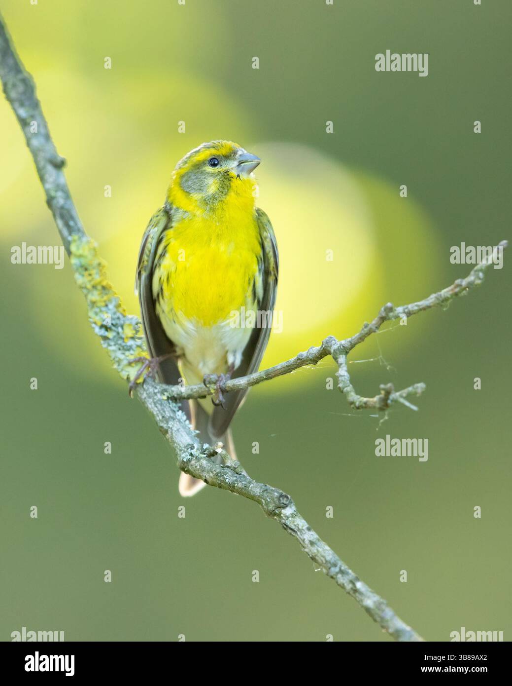 European serin, or simply the serin (Serinus serinus), is the smallest ...