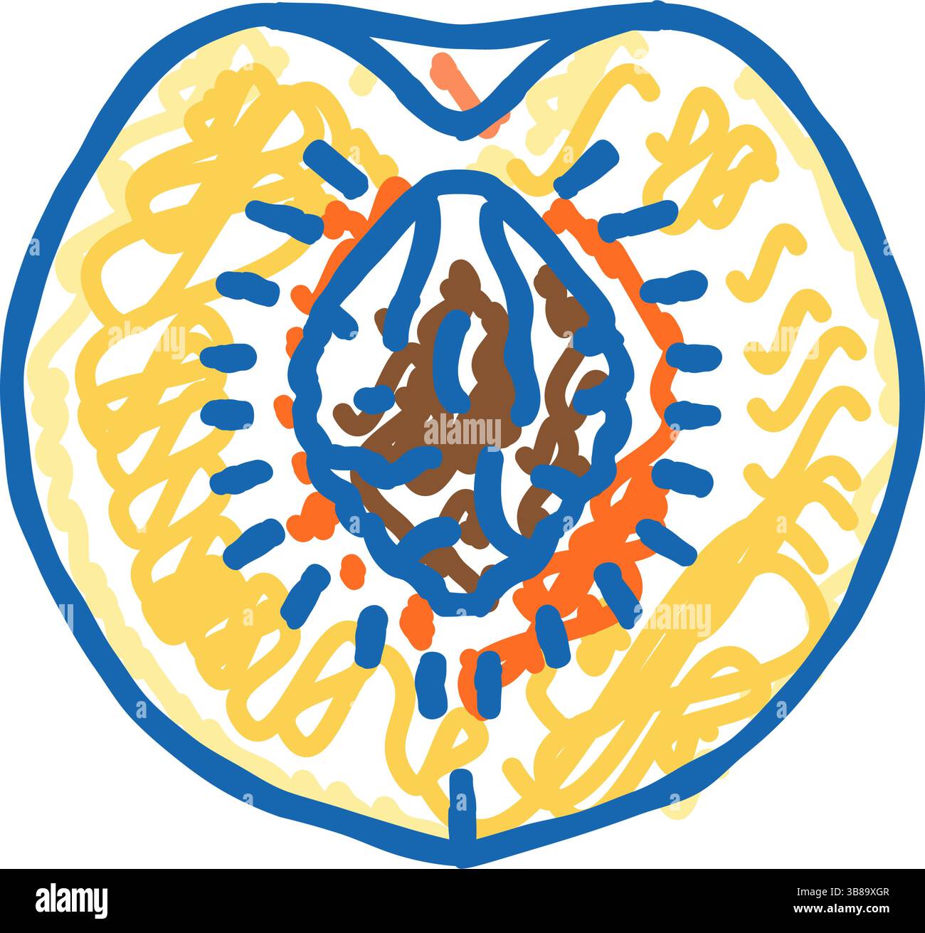 cut peach pit icon doodle illustration Stock Vector Image & Art - Alamy