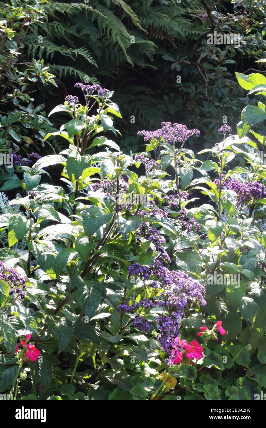 Flower Border - Biddulph Grange Stock Photo - Alamy