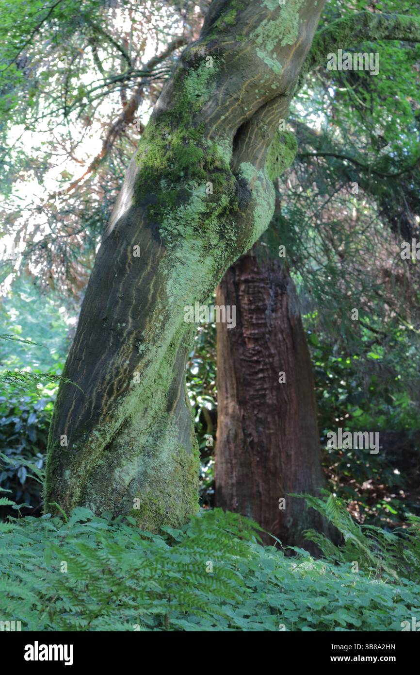 Thick tree trunks hi-res stock photography and images - Alamy