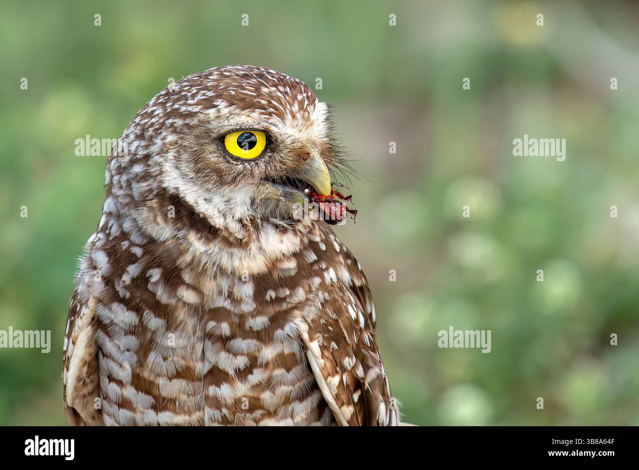May 7, 2025, Daive, Florida, USA: A burrowing owl eats an insect near ...