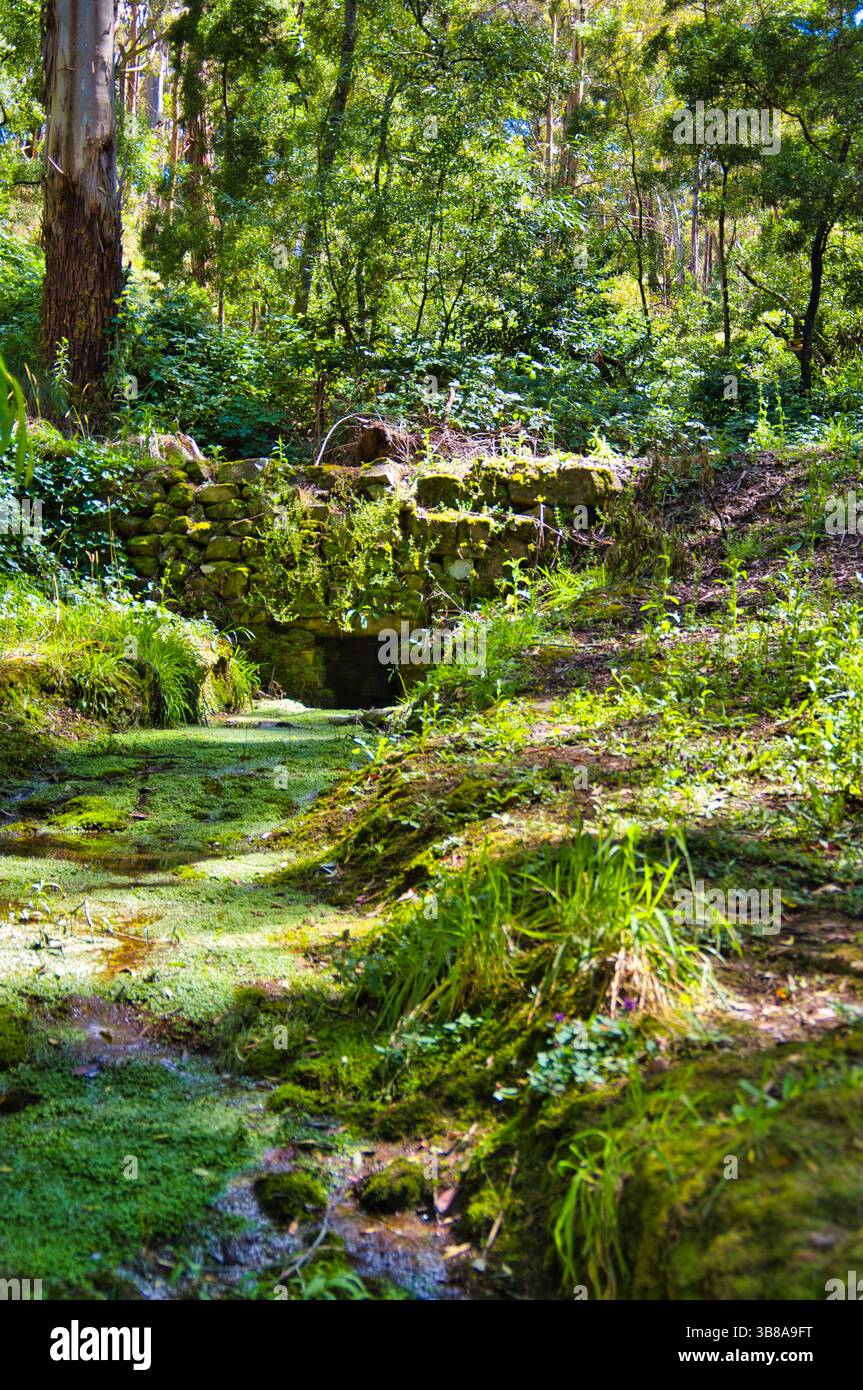 Mountain stream and old stone footbridge in a lush subtropical forest ...