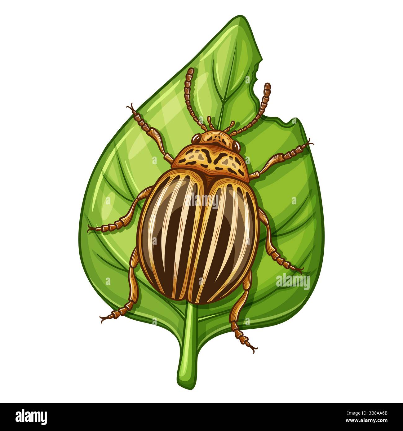 Potato beetle eating leaf Stock Vector Images - Alamy