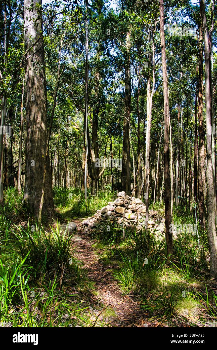 Walking track through the eucalyptus forest of Macedon Regional Park ...