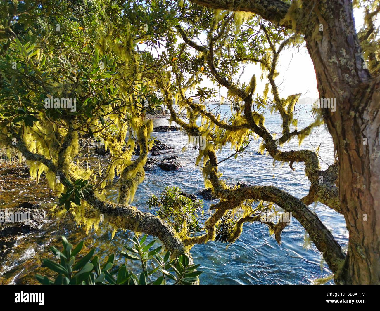 Pohutukawa tree covered in moss in the Bay of Islands, New Zealand ...