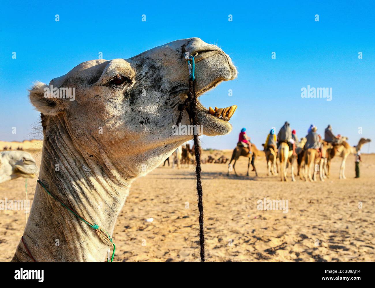 Close-up of a camel's head with teeth visible, desert landscape and ...
