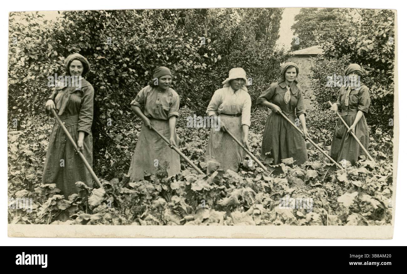 Original WW1 era postcard of group of land army girls hoeing cabbages ...