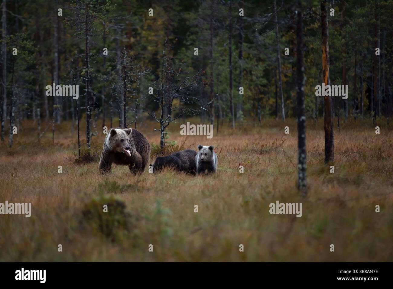 Autumn taiga forest with bear cub with mother. Beautiful baby brown ...