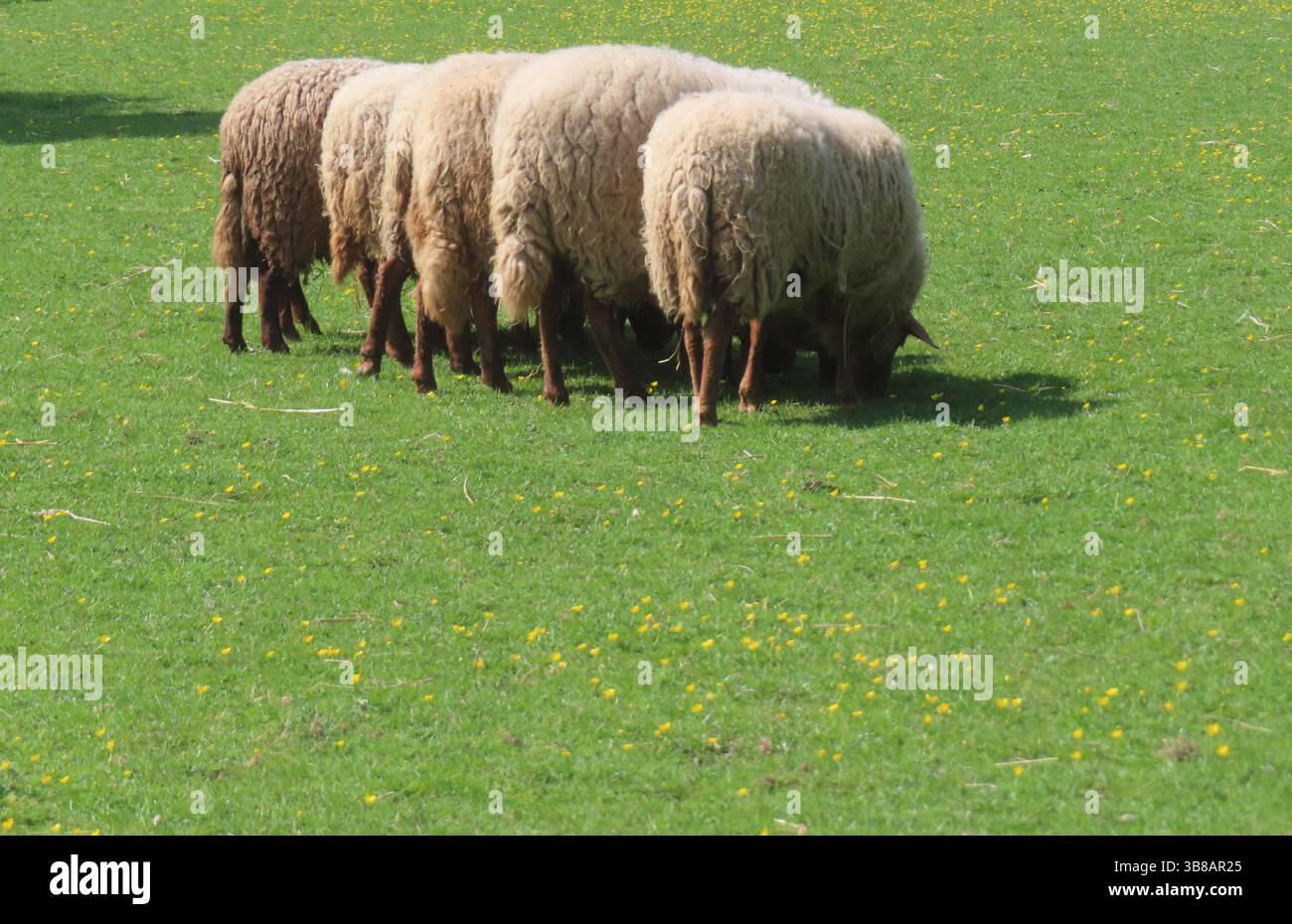 ...mal eine andere Perspektive - auch das sind Fuchsschafe - immer ...