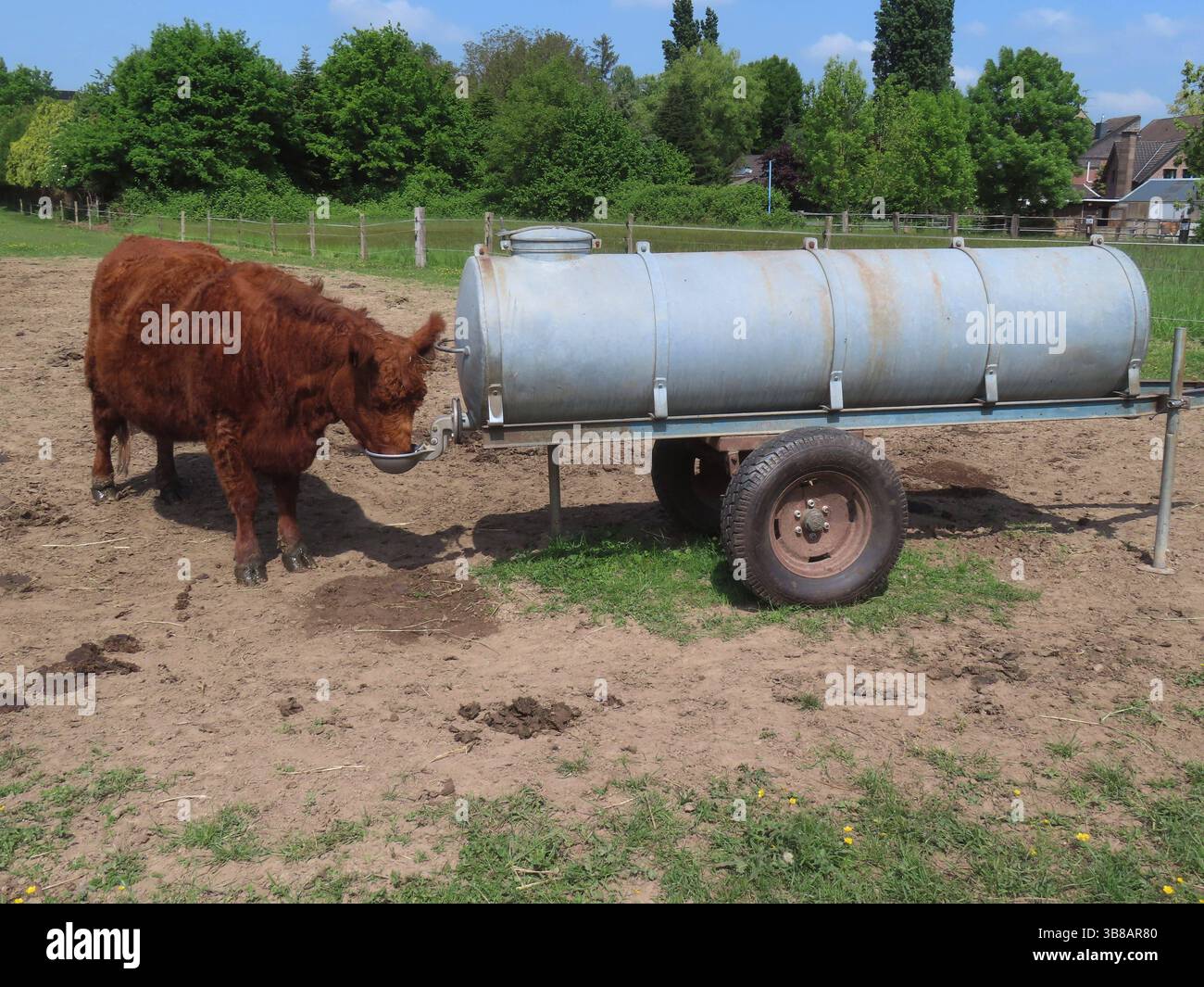 ...große Tiere haben halt Durst und muessen dann tuechtig trinken ...