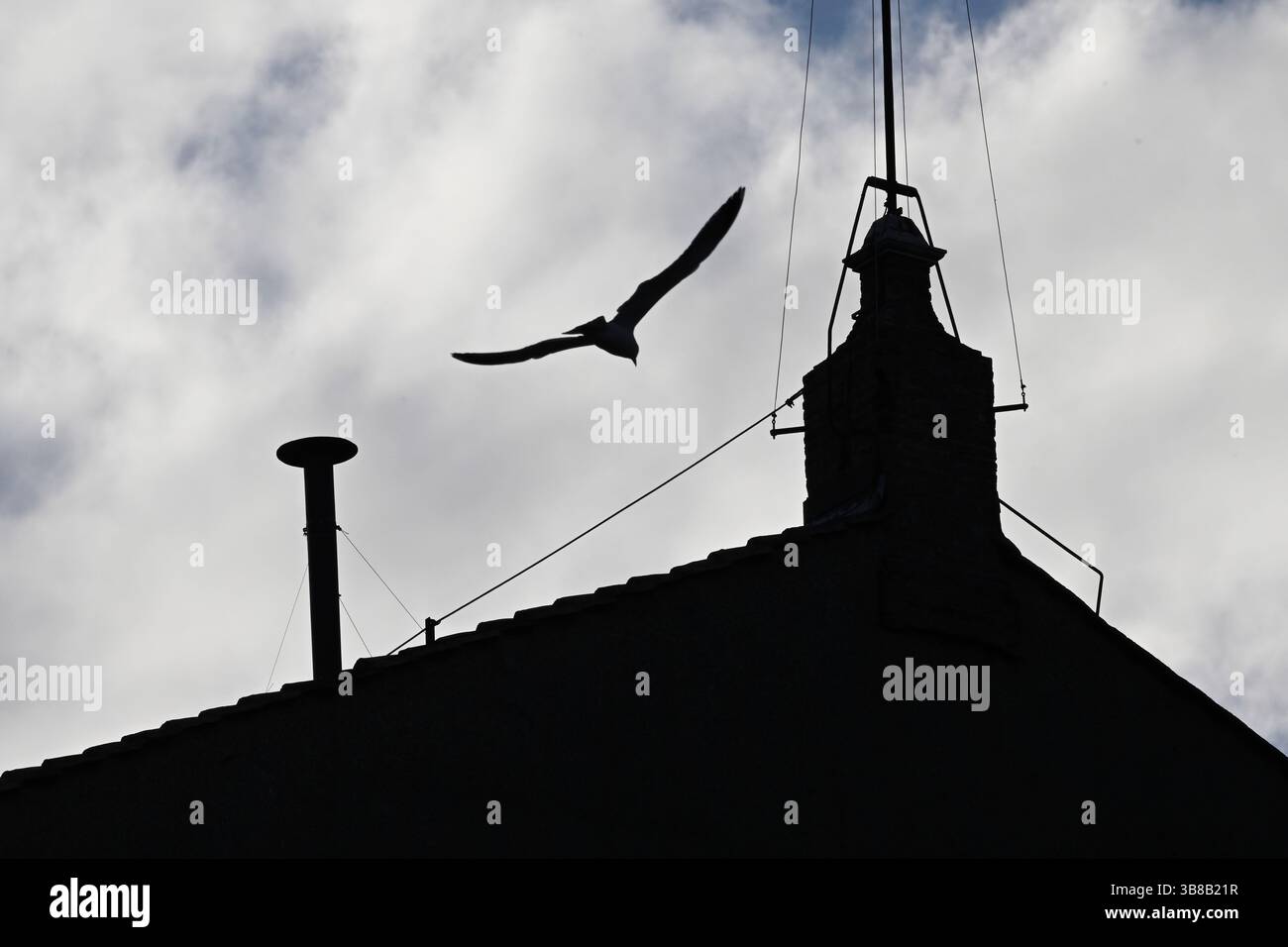 A seagull flies over the chimney on the first day of the conclave, May ...