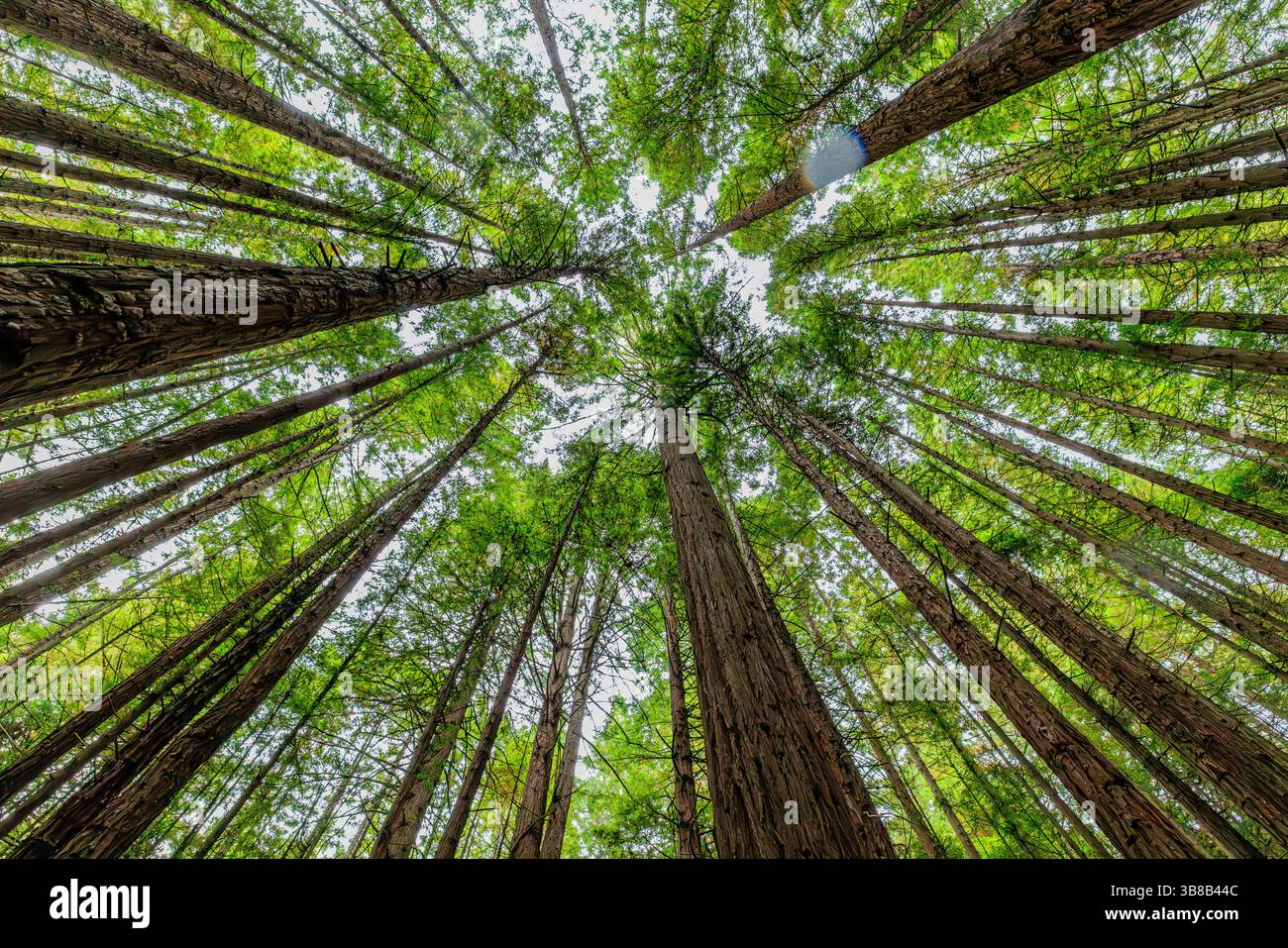 lying down in the woods looking up at the trees long giant trunks ...