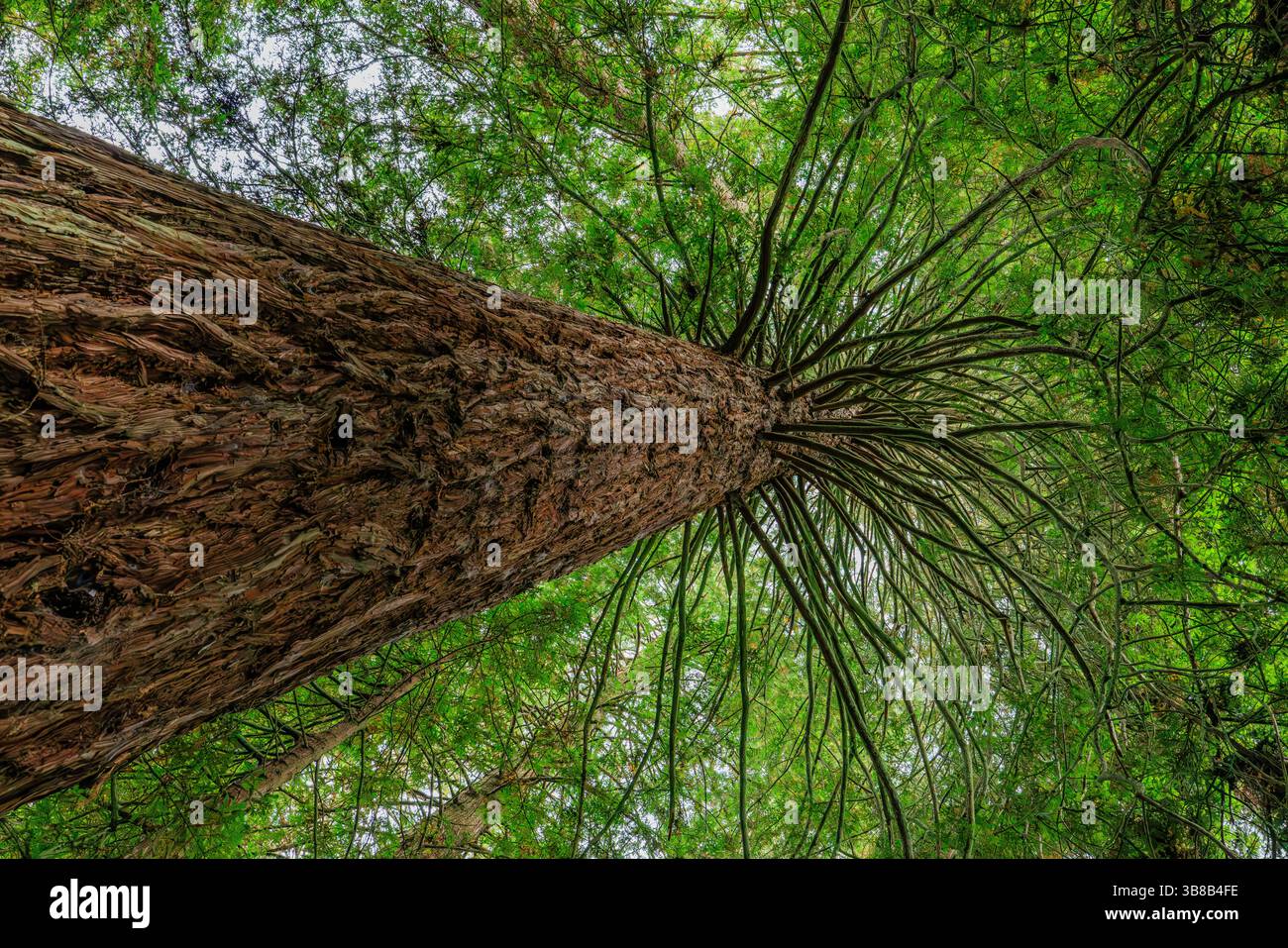 Giant sequoia tree branches hi-res stock photography and images - Alamy