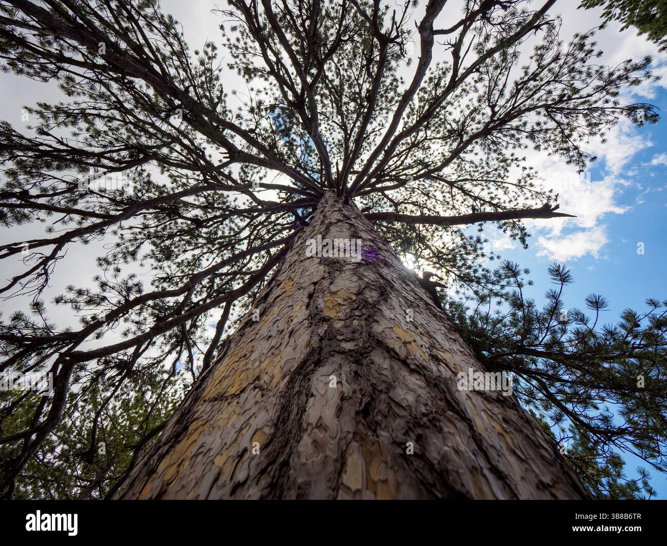 Black pine on the Trail “Persefoni” – Walking to the Upper mantle of ...