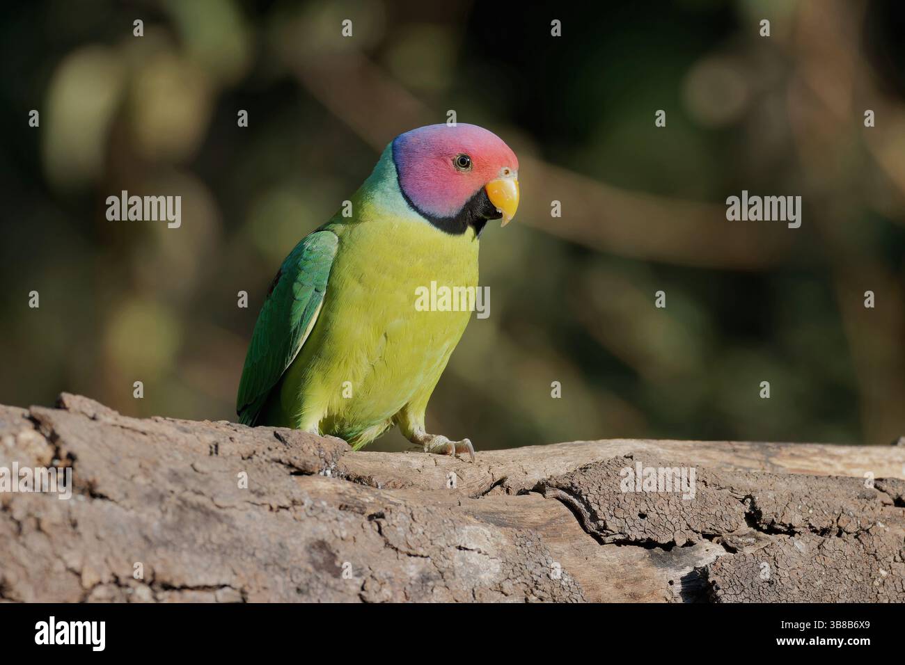Plum Headed Parakeet Stock Photo - Alamy