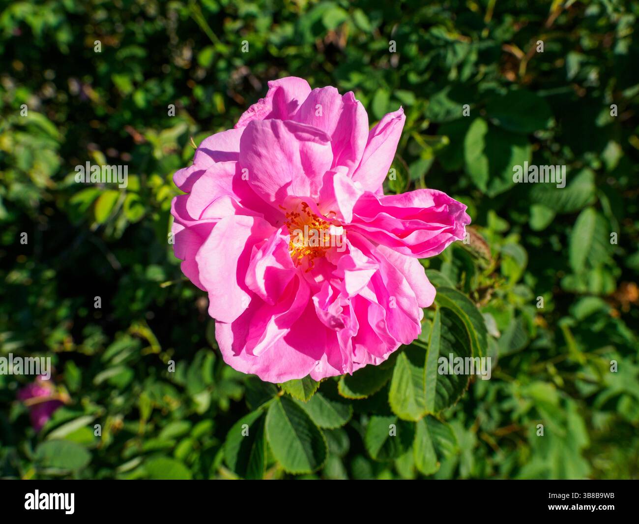 Agros rose hi-res stock photography and images - Alamy