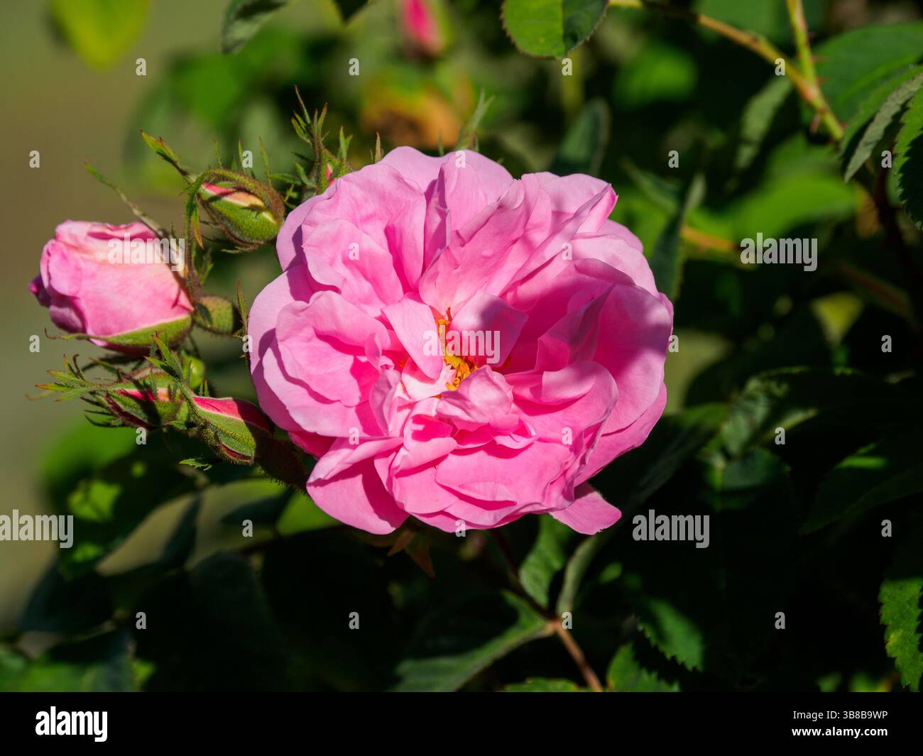 Agros rose hi-res stock photography and images - Alamy