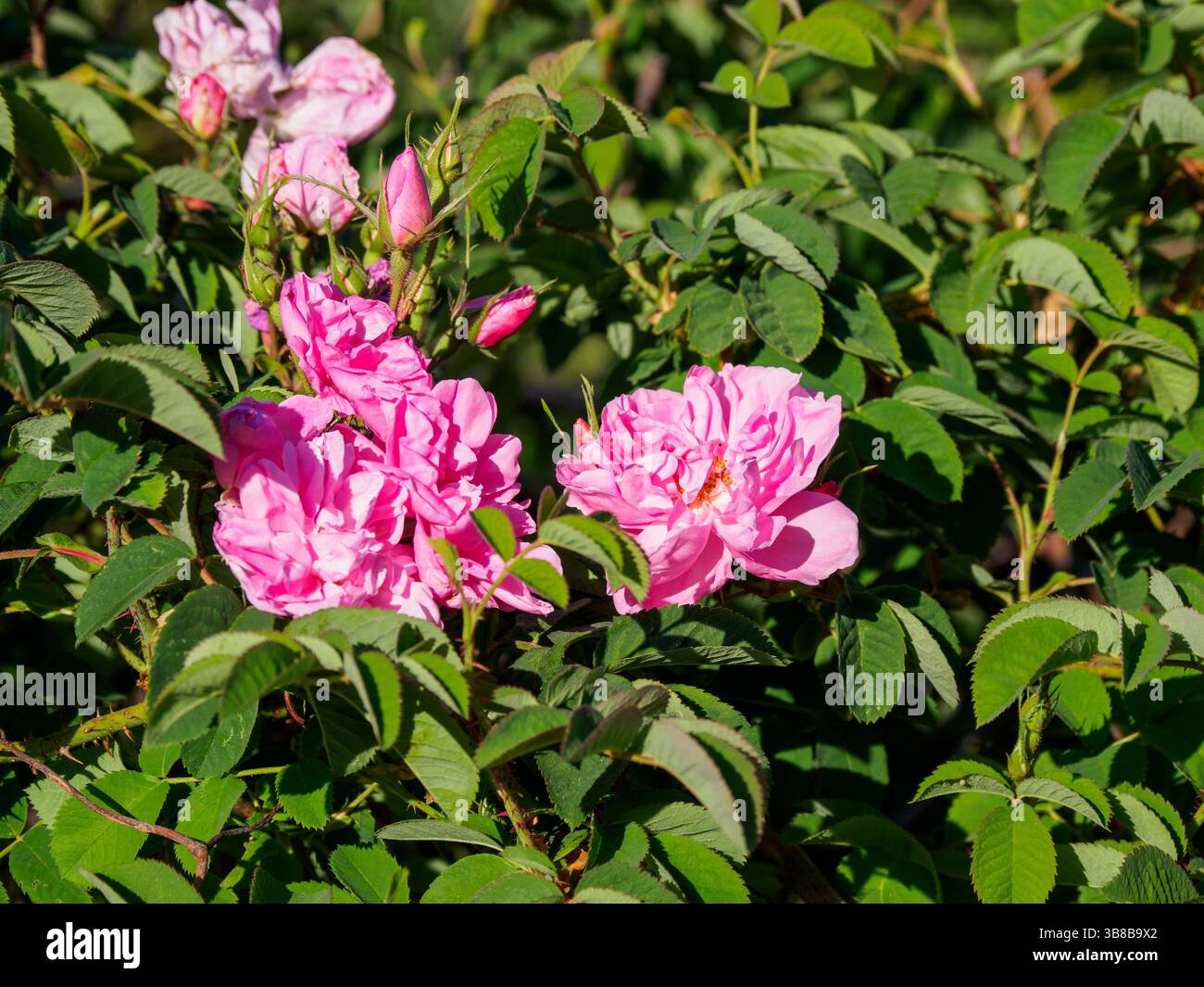 Agros rose hi-res stock photography and images - Alamy